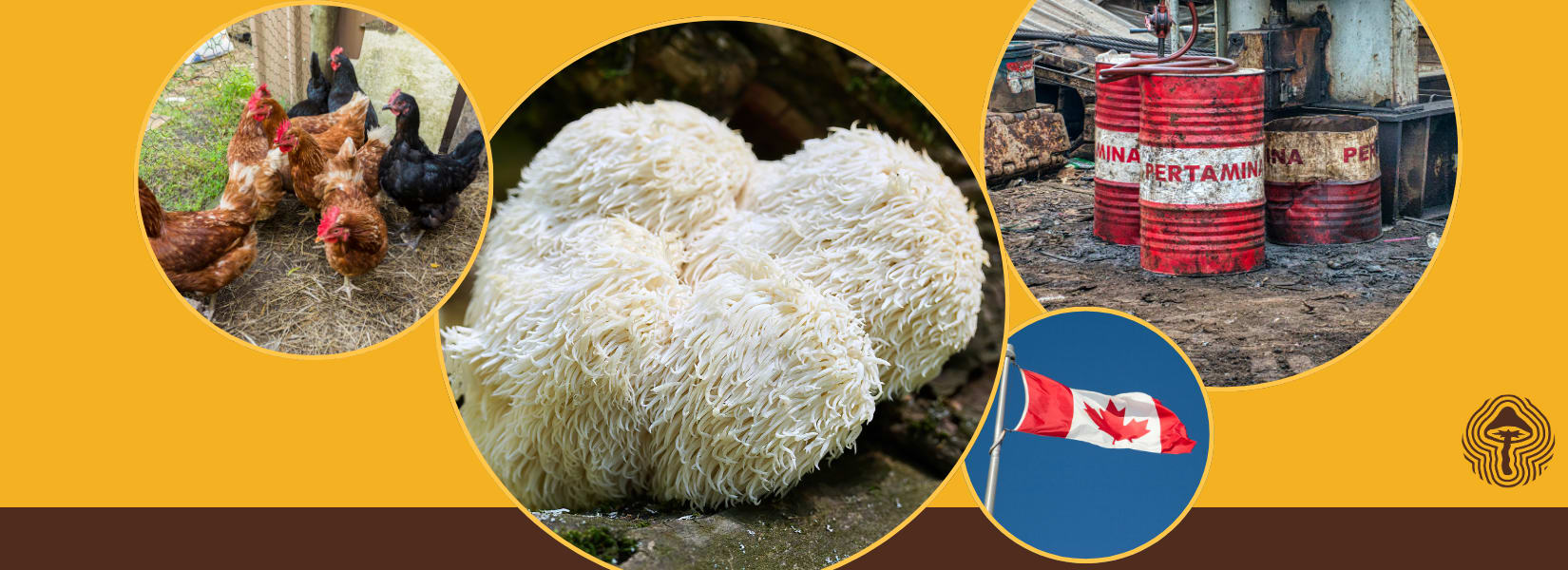 Oyster Mushrooms Boost Antibiotic Effectiveness & Lion's Mane Steaks ...