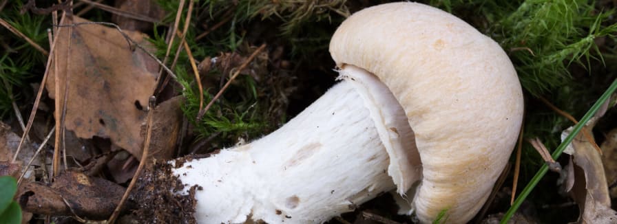 how to cook gypsy mushrooms