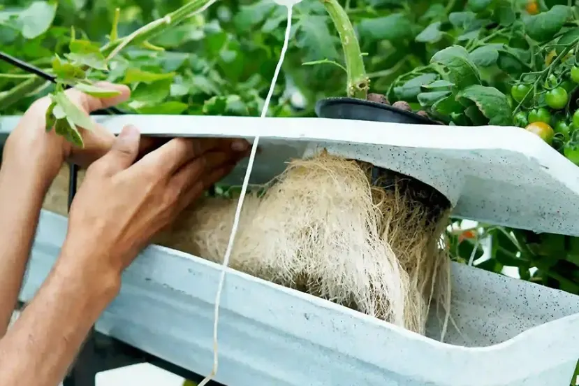 Invest In Farms - Eeki