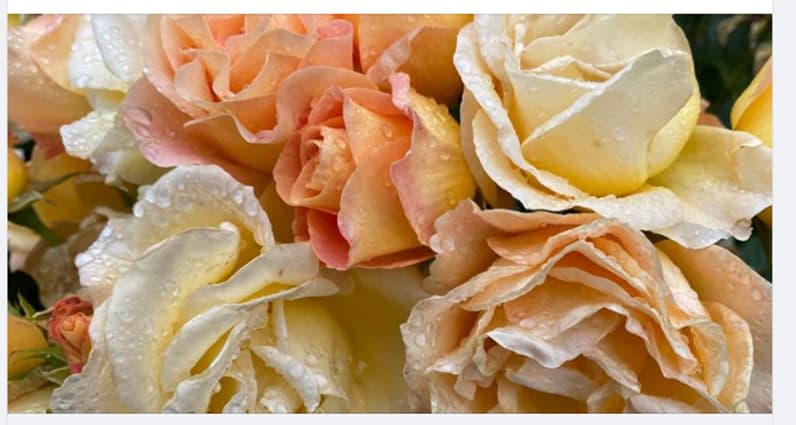 Sandra Mary Loveday (nee O’Neil) | Thompson Funeral Directors