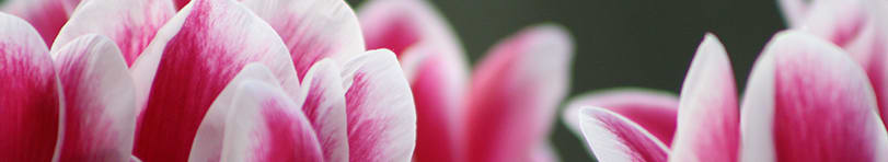 Corinne Lelia Wallace | Thompson Funeral Directors