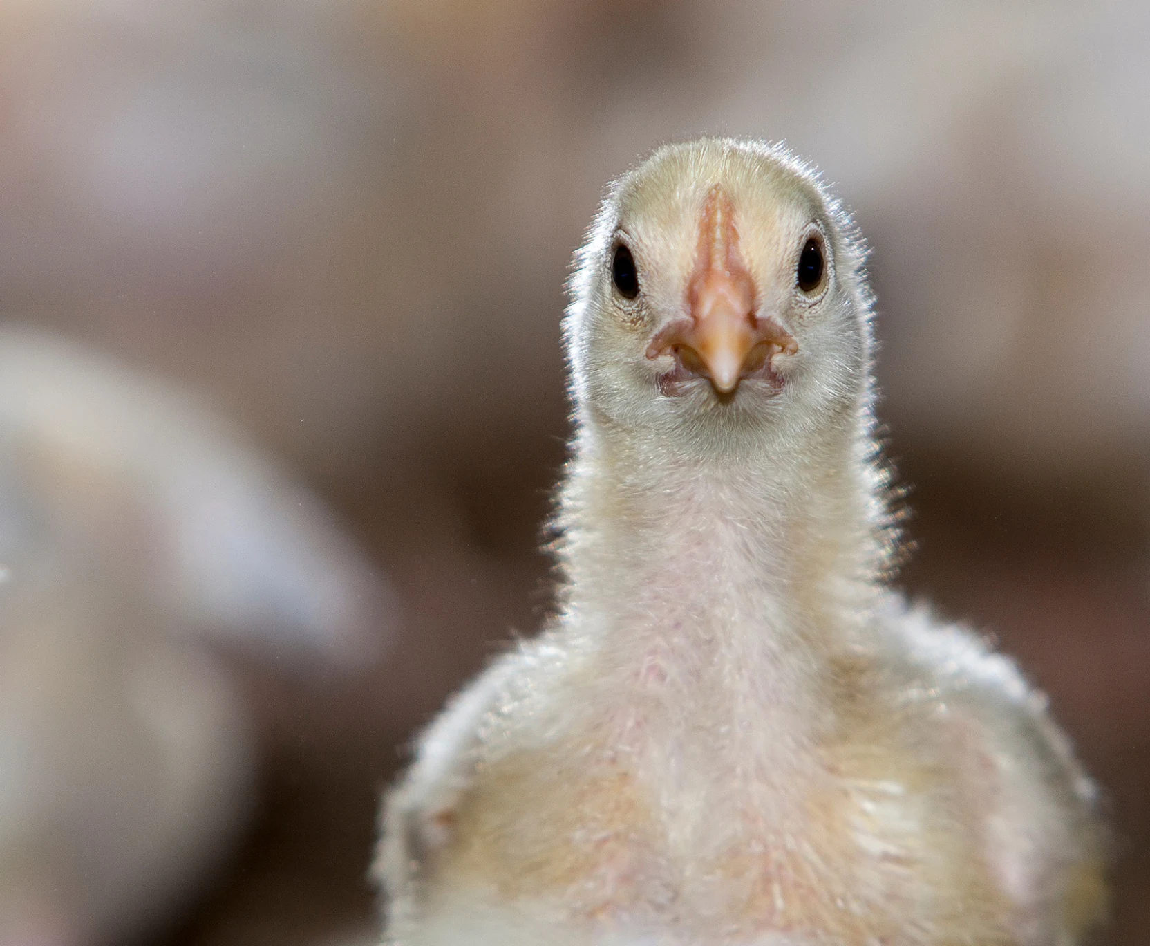 Chickens in Factory Farms | Project 1882