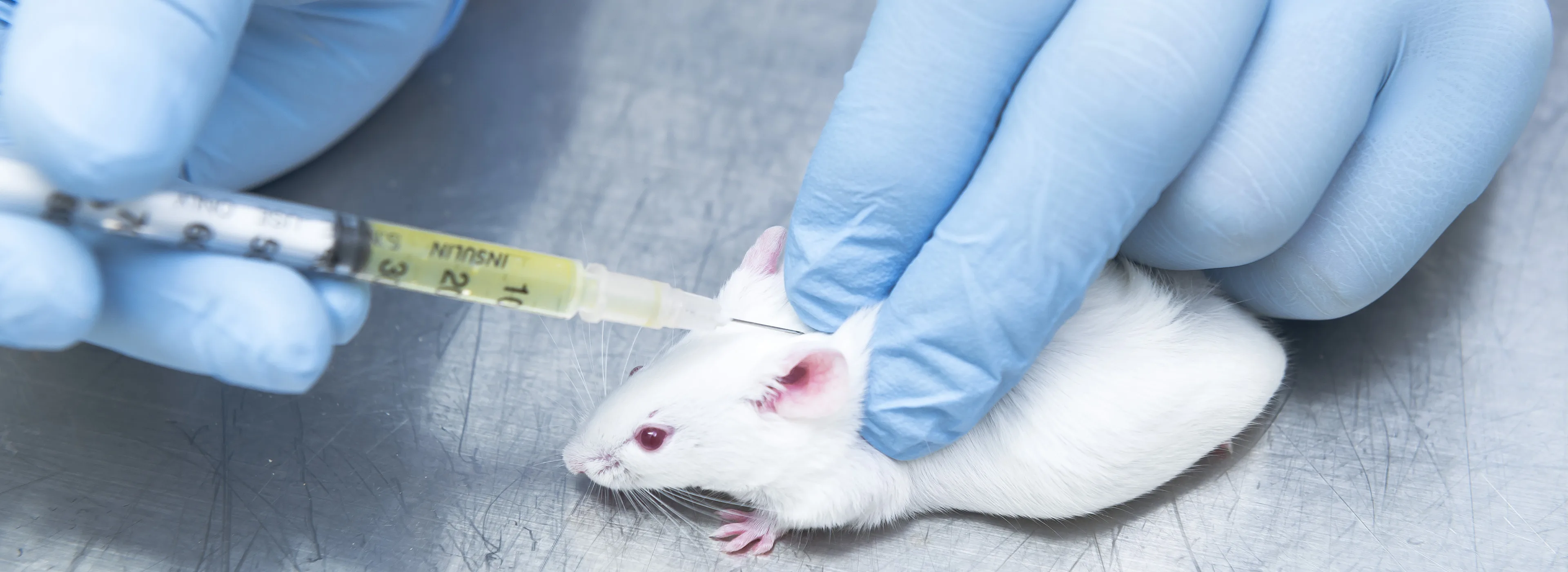 Severe animal welfare infringements in animal testing | Project 1882