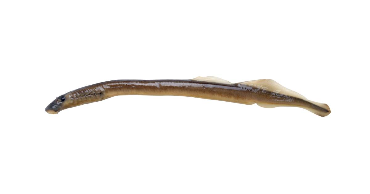 Jawless Fish Lamprey