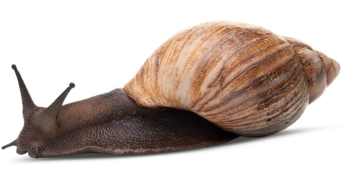 Giant African Snail Facts | Largest Land Snail | DK Find Out