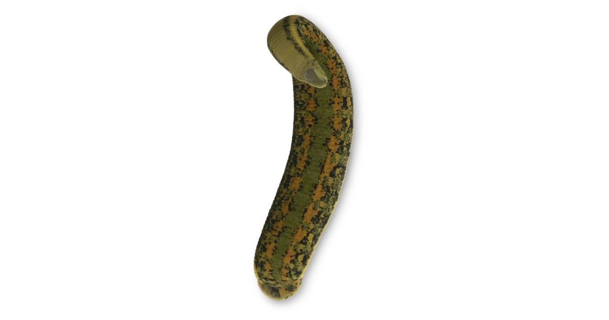 What Is A Leech? | Leech Facts | DK Find Out
