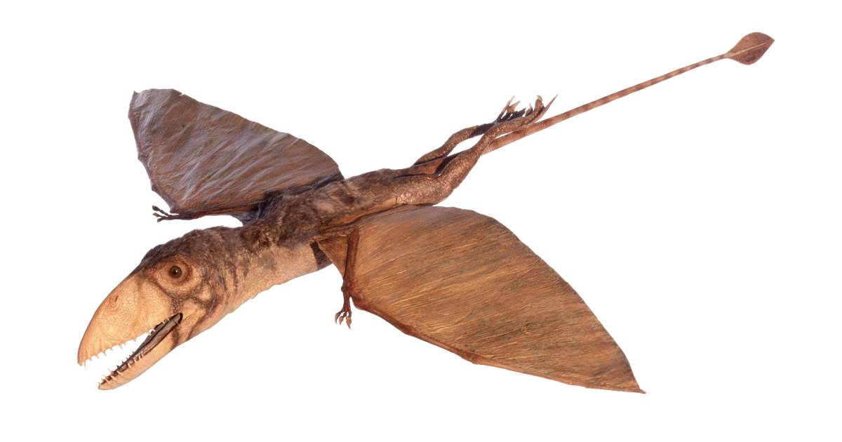 Dimorphodon | Dimorphodon Facts | DK Find Out