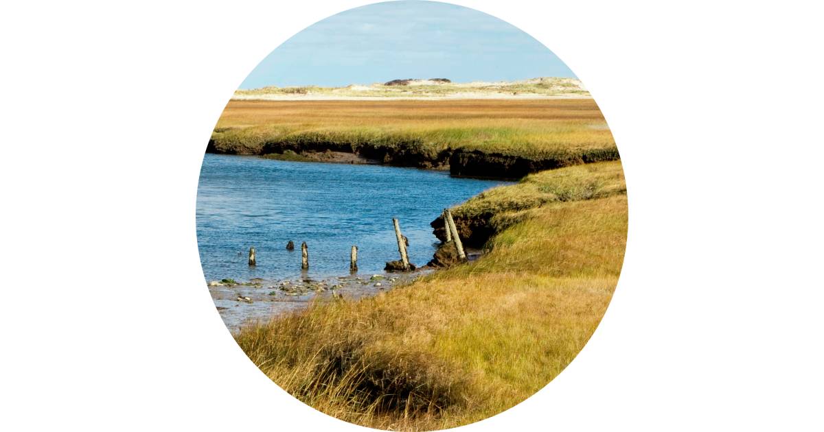 Salt Marsh Facts What Are Salt Marshes DK Find Out salt-marsh-facts-what-are-salt-marshes-dk-find-out