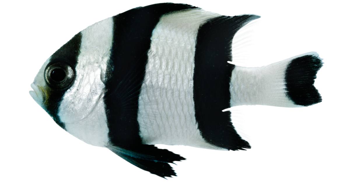 Damselfish | Coral Reef Fish Species | DK Find Out