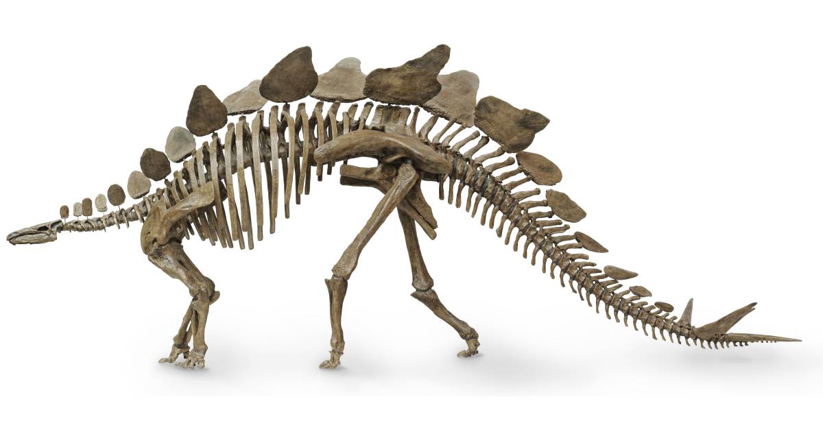 Stegosaurus Skeleton | Stegosaurus Fossil | DK Find Out