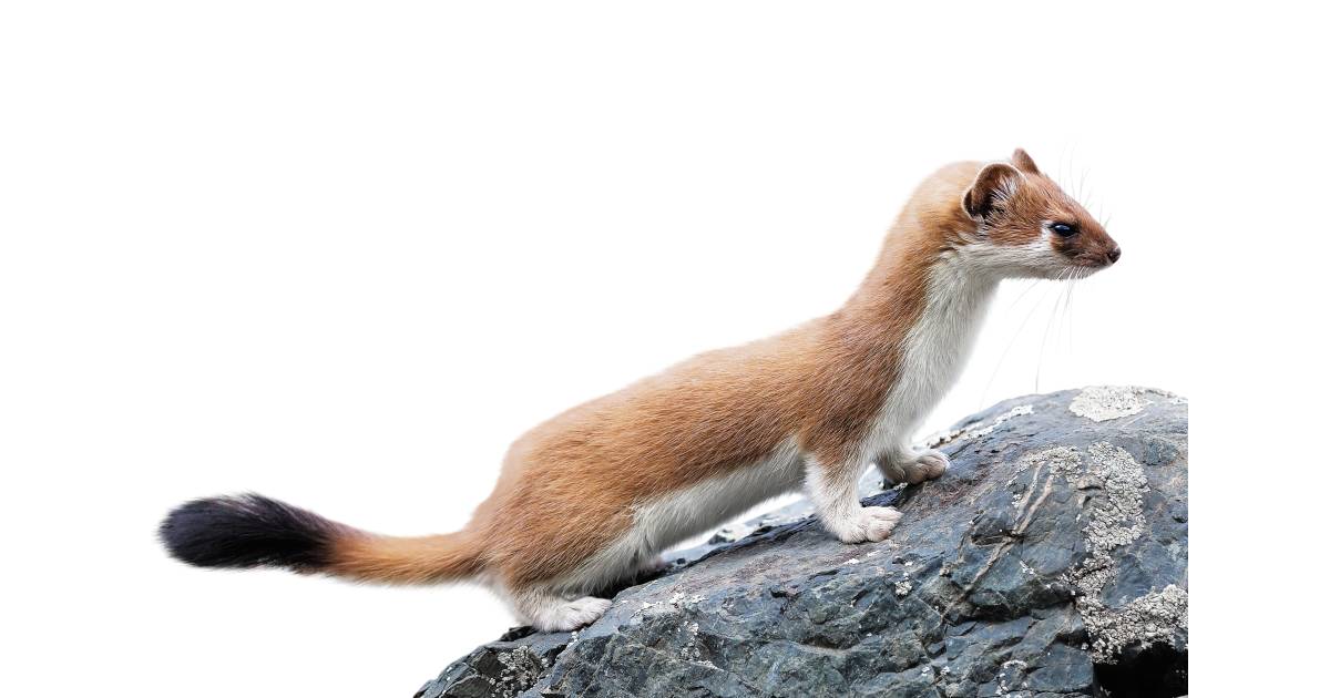 Stoat Facts For Kids | Stoat Habitat | DK Find Out