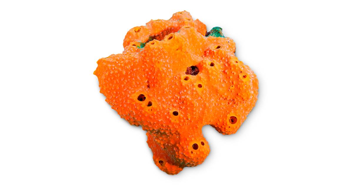 Sea Sponge Facts | Types of Sponges | DK Find Out