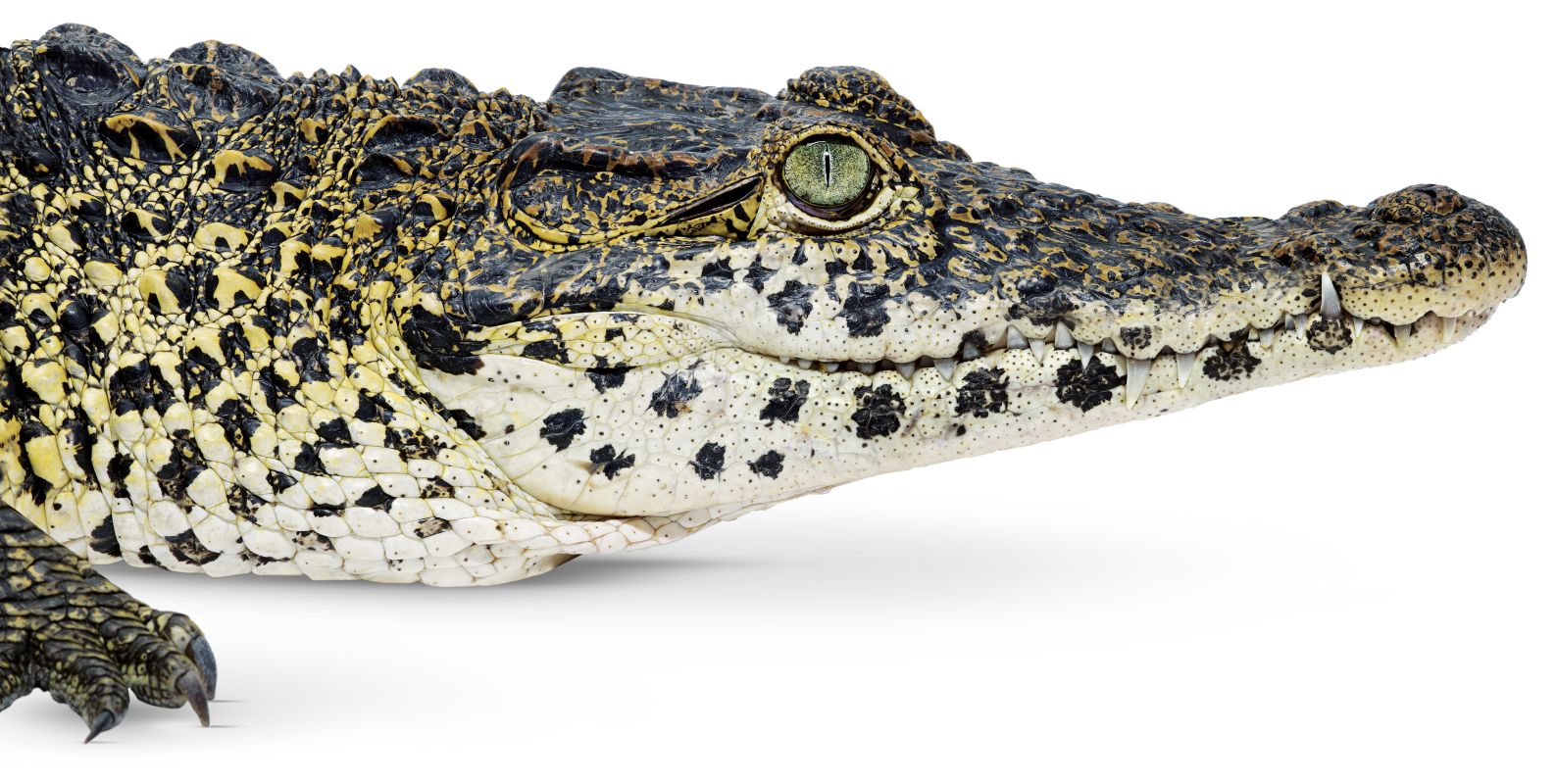 Cuban Crocodile up close images | Animals and Nature lessons | DK Find Out!