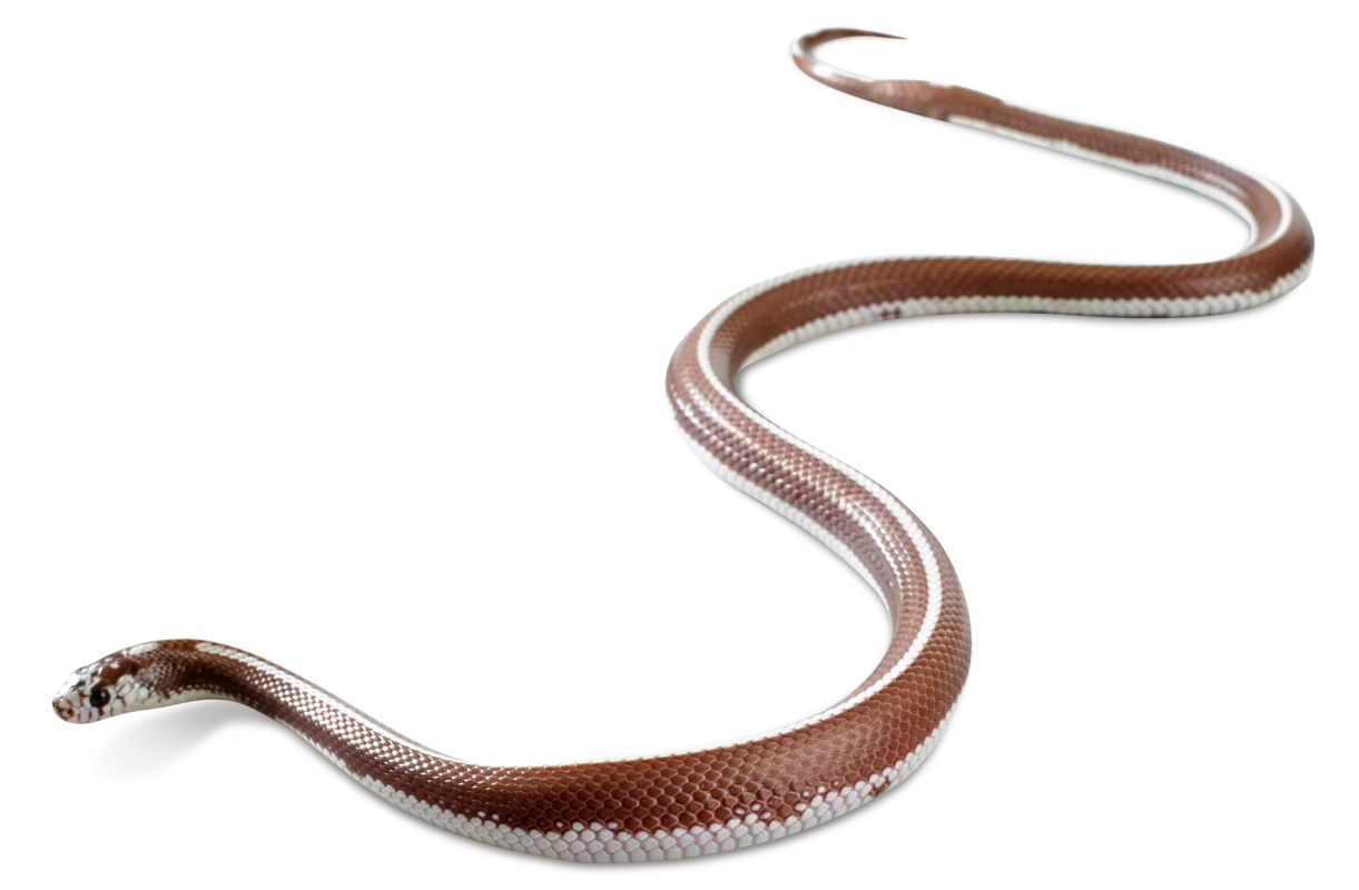 DK Find Out! | Fun Facts for Kids on Animals, Earth, History and more!