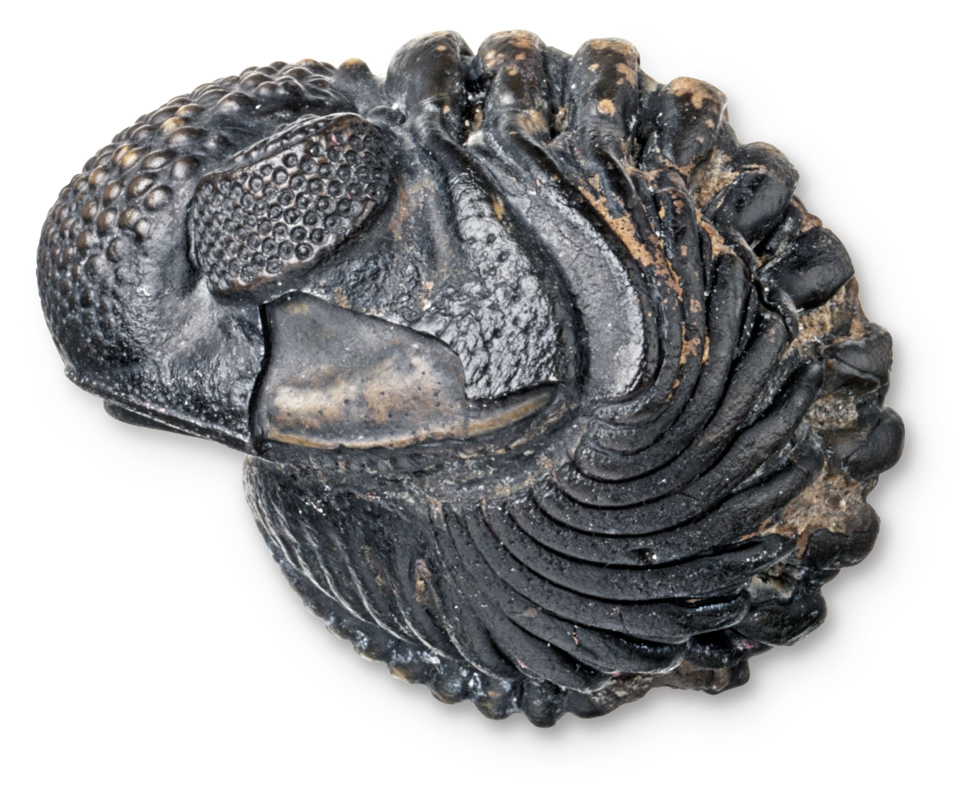 Phacops | Phacops Trilobite | DK Find Out