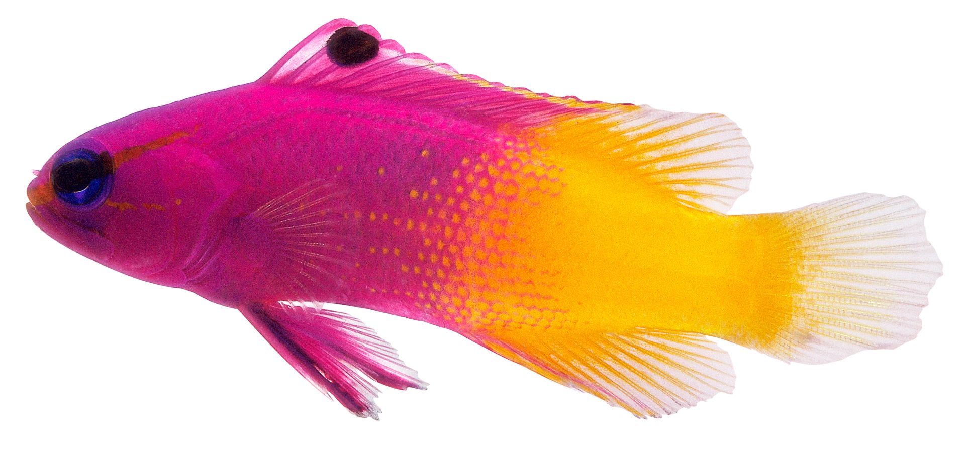 Royal Gramma | Royal Gramma Fish Facts | DK Find Out