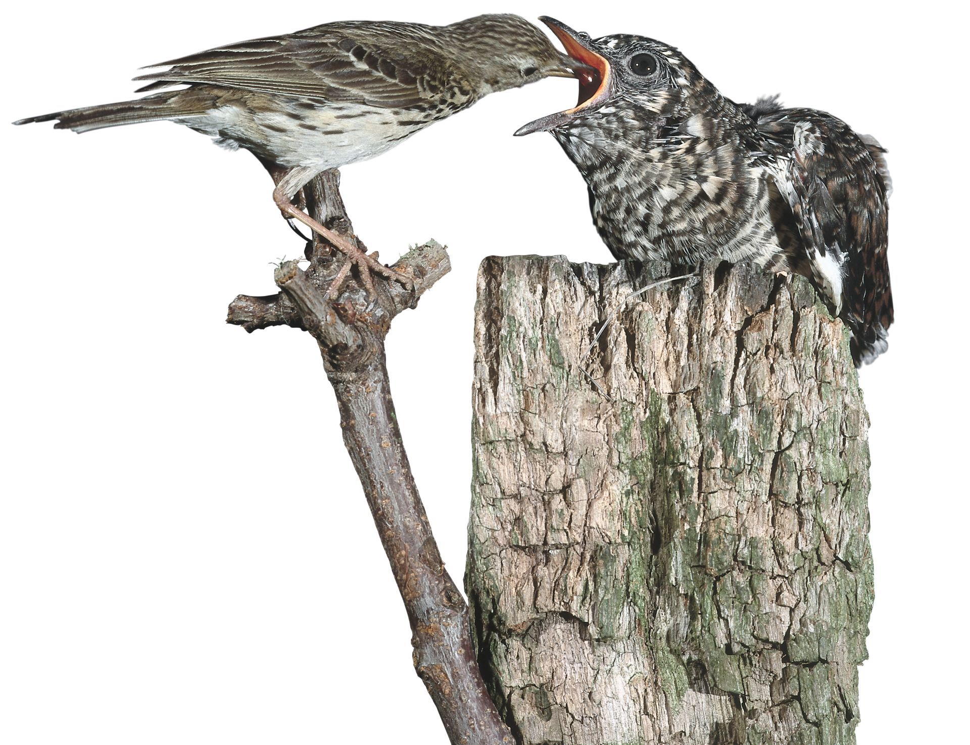 The Cuckoo Bird | Types Of Cuckoos | DK Find Out