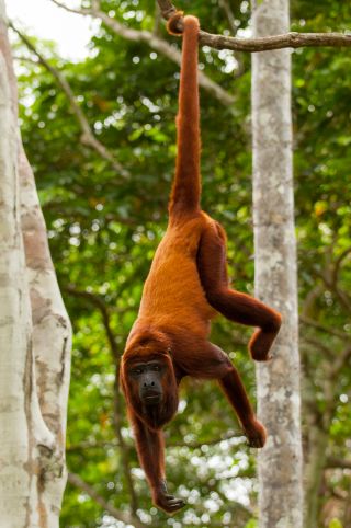 New World Monkeys | What Are New World Monkeys | DK Find Out