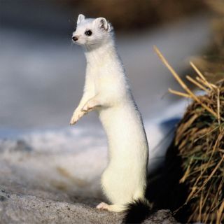 Stoat Facts For Kids | Stoat Habitat | DK Find Out