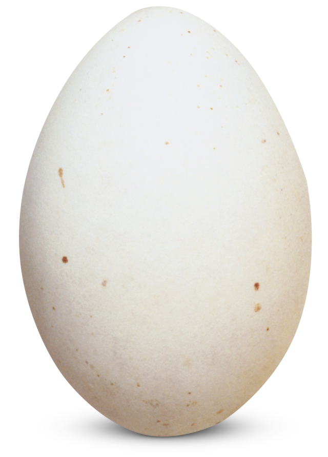 Bird Eggs Bird Egg Identification Dk Find Out