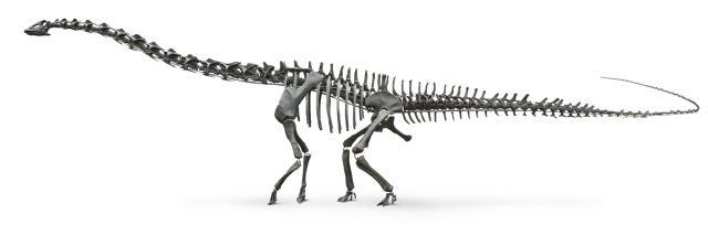 Diplodocus | Diplodocus Facts | DK Find Out