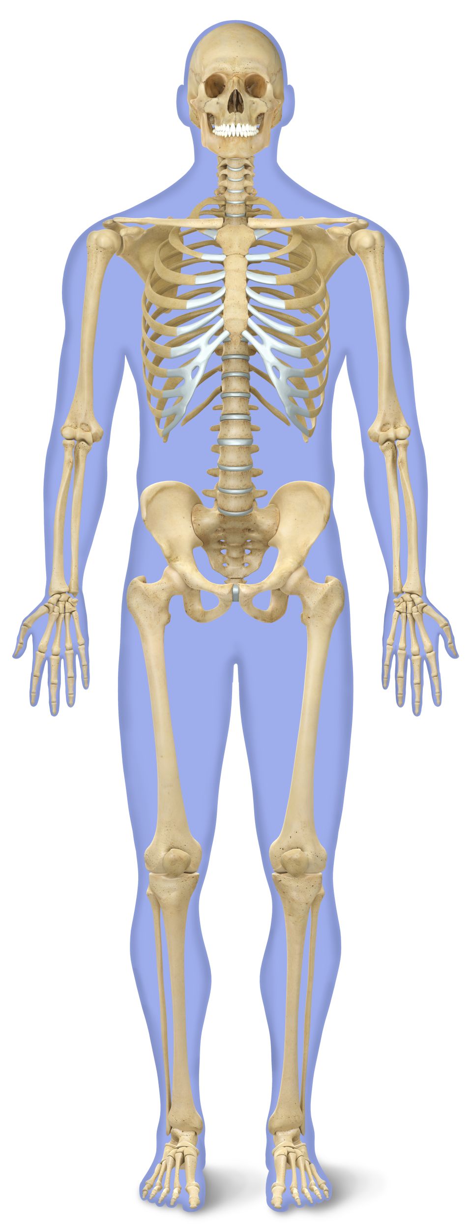 Huma Bone Anatomy