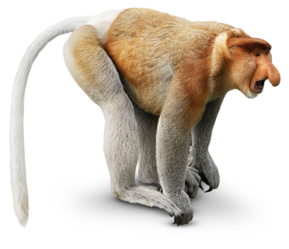 DK Find Out! | Fun Facts for Kids on Animals, Earth, History and more!