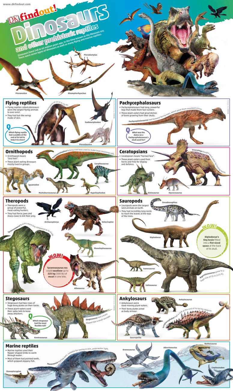 DKfindout! Dinosaurs Poster | DK UK