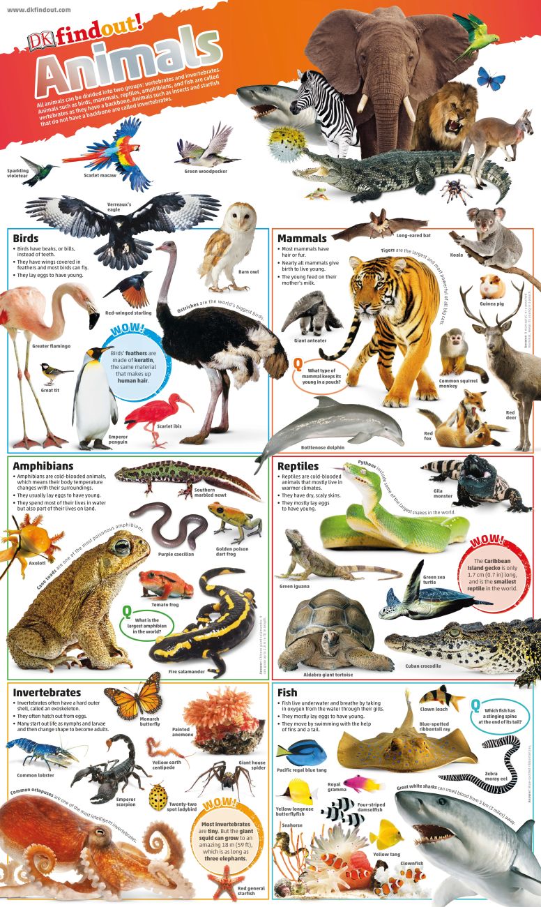 DKfindout! Animals Poster | DK UK