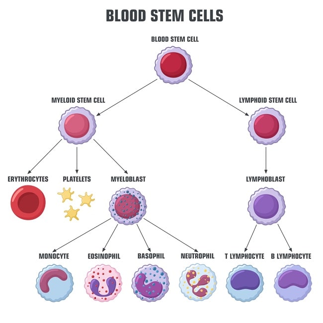 Analisis Mikroskopis Apus Darah Tepi - Alomedika