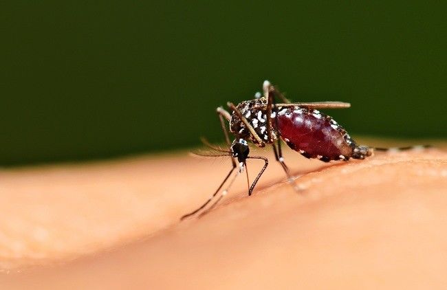 Diagnosis Malaria - Alodokter