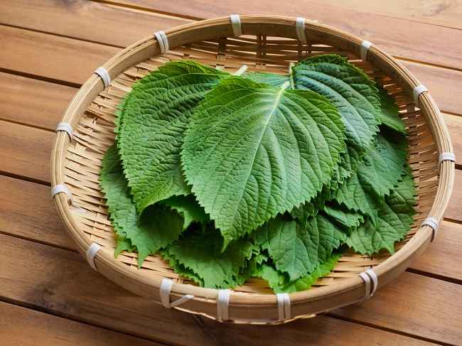 5 Manfaat Daun Perilla untuk Kesehatan - Alodokter