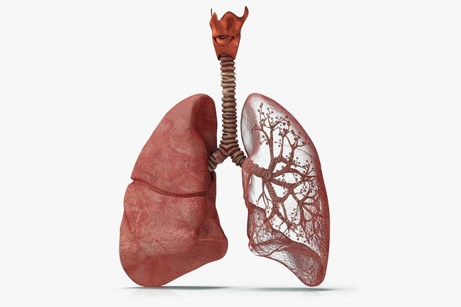 Fungsi Bronkiolus dalam Pernapasan dan Gangguan yang Menyertainya ...