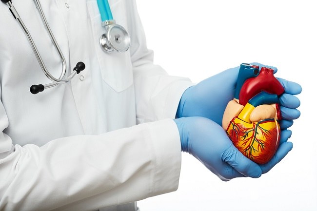 Begini Cara Kerja Otot Jantung di Dalam Tubuh Manusia - Alodokter