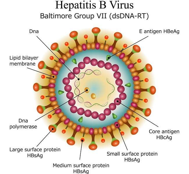 Etiologi Hepatitis B - Alomedika