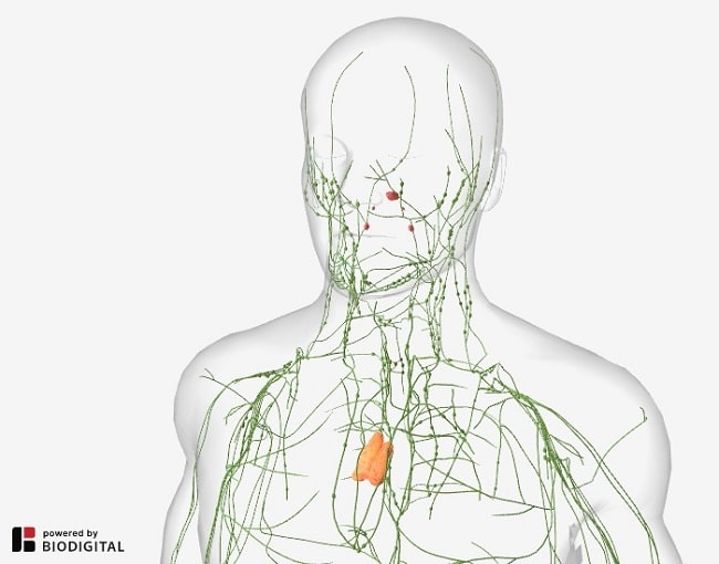 Patofisiologi Limfadenopati - Alomedika