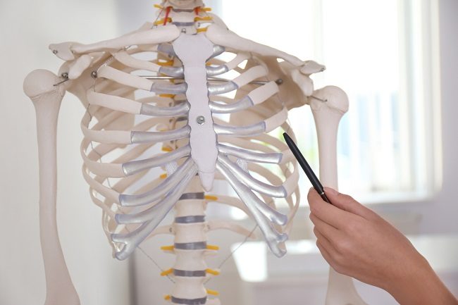 Fungsi Tulang Rusuk dan Gangguan yang Dapat Terjadi - Alodokter