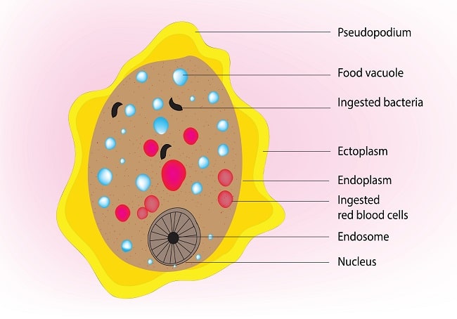 Panduan E-Prescription Alomedika Amebiasis - Alomedika