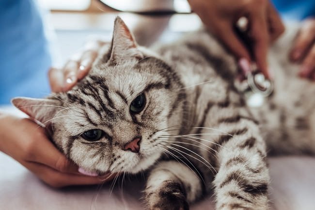 Panleukopenia, Penyakit Akibat Virus yang Menyerang Kucing - Alodokter