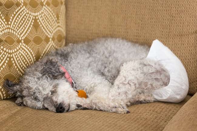 11 Penyebab Anjing Diare dan Cara Mengatasinya - Alodokter