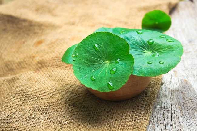 6 Manfaat Daun Pegagan untuk Kesehatan Kulit - Alodokter