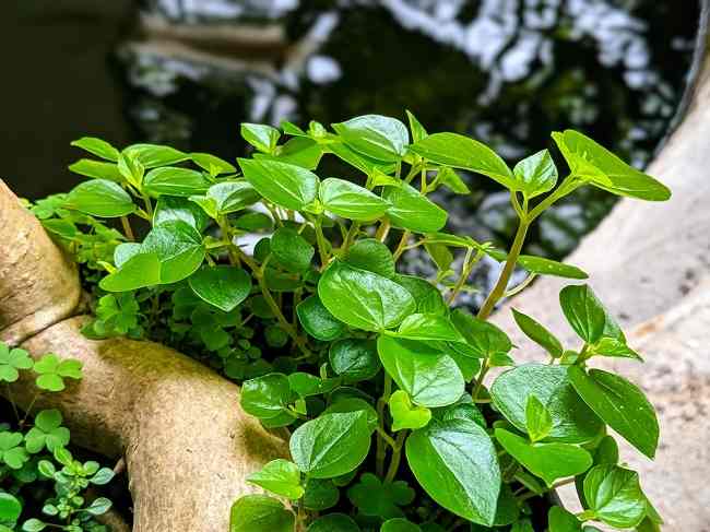 Sirih Cina, Ketahui Beragam Manfaat dan Cara Mengonsumsinya - Alodokter