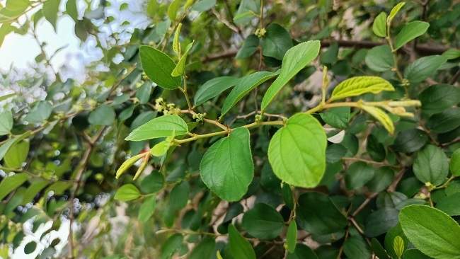 Daun Bidara, Ini Manfaat dan Cara Mengonsumsinya - Alodokter