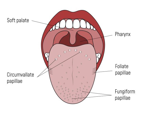 Papila Lidah, Jenis, Fungsi, dan Gangguan yang Bisa Terjadi - Alodokter