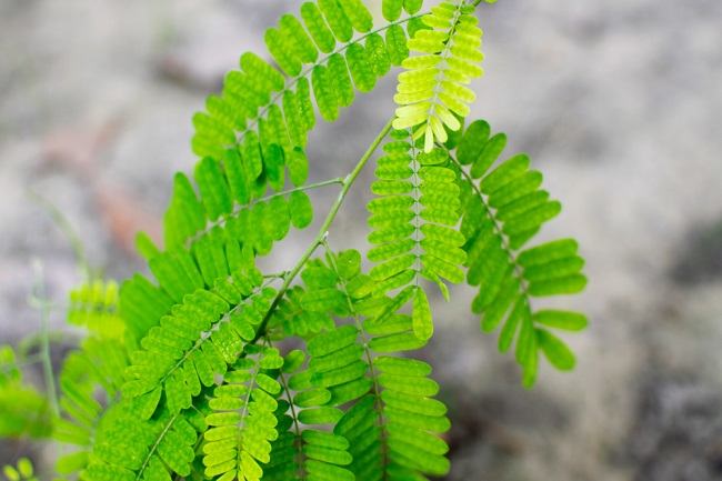 Daun Saga, Ketahui Manfaat dan Cara Mengonsumsinya - Alodokter