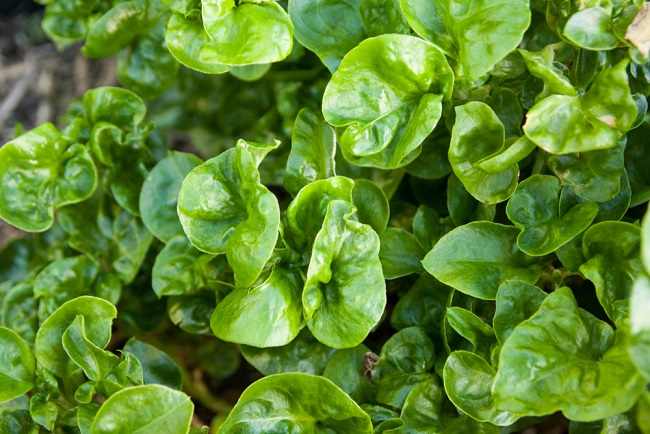 Bayam Brazil, Ketahui 7 Manfaatnya untuk Tubuh - Alodokter