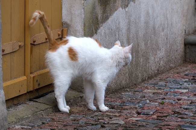 Kucing Spraying, Kenali Penyebab dan Cara Mengatasinya - Alodokter