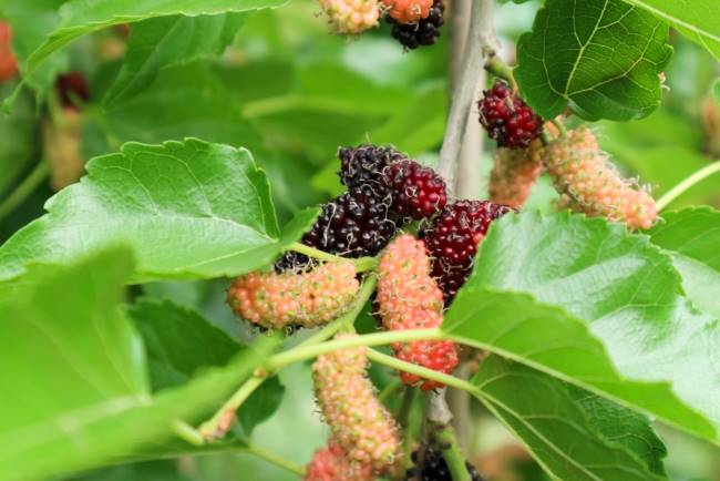 Arbei, Inilah Kandungan Nutrisi dan Manfaatnya - Alodokter