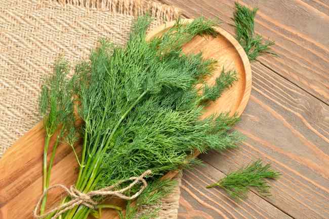 Dill, Tanaman Herba dengan Segudang Manfaat untuk Tubuh - Alodokter