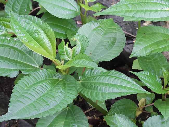 Daun Pohpohan, Inilah 7 Manfaatnya bagi Kesehatan Tubuh - Alodokter